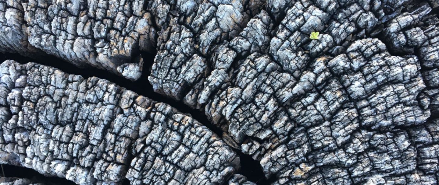 Seasoned Oak splitting - explained