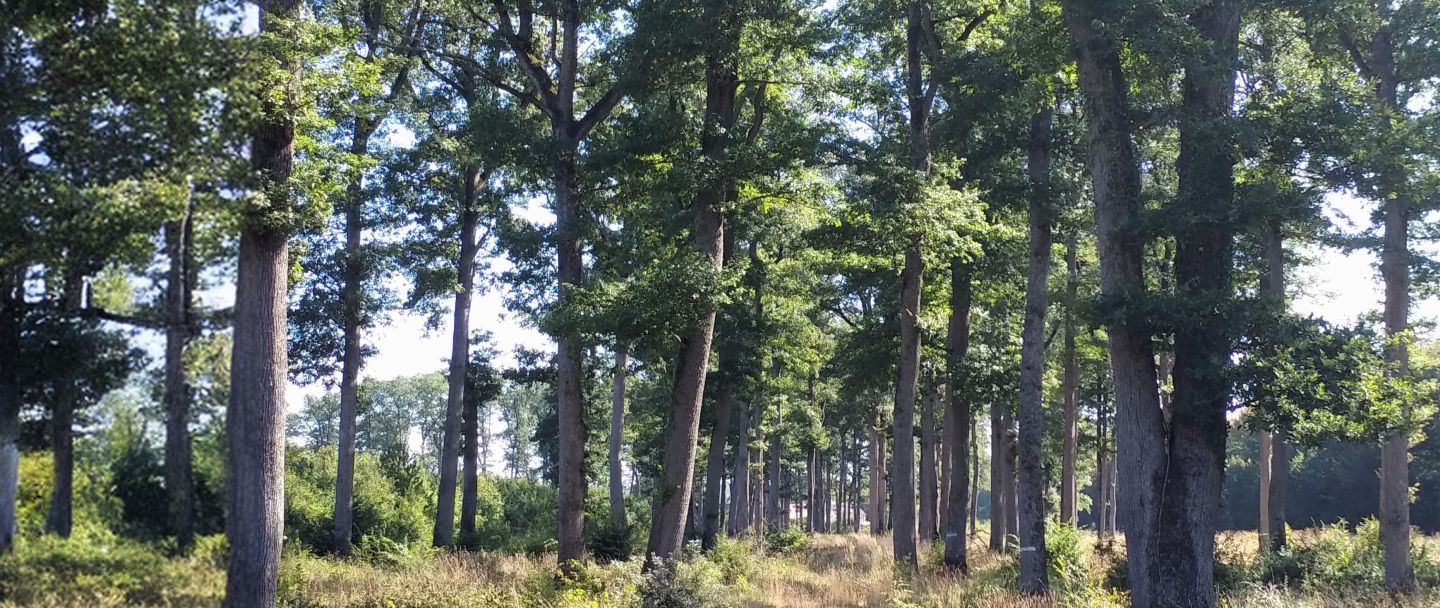 The Oak Tree: Unwrapped - Hewins Oak