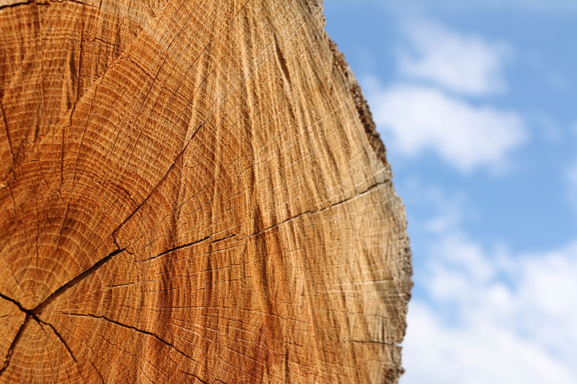 Understanding moisture in oak