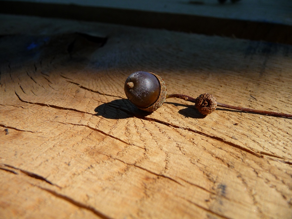 Understanding Distortion In Timber